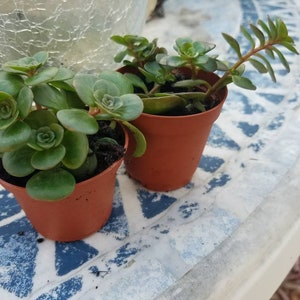 Coral Reef Chinese Stone Crop - Sedum Tectractinum - Creeping Ground ...