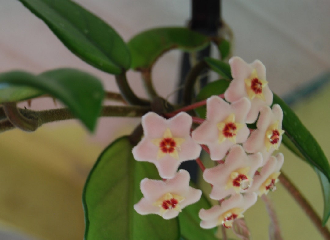 Hoya Carnosa - Porcelain Flower - Tropical Wax Vine Climbing House ...
