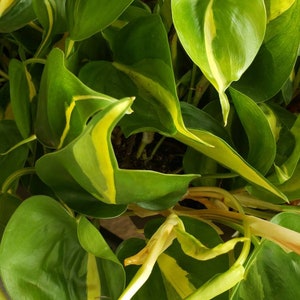 Brazil Brasil Philodendron Cordatum - Brazilian Pothos - Heart Leaf - Etsy