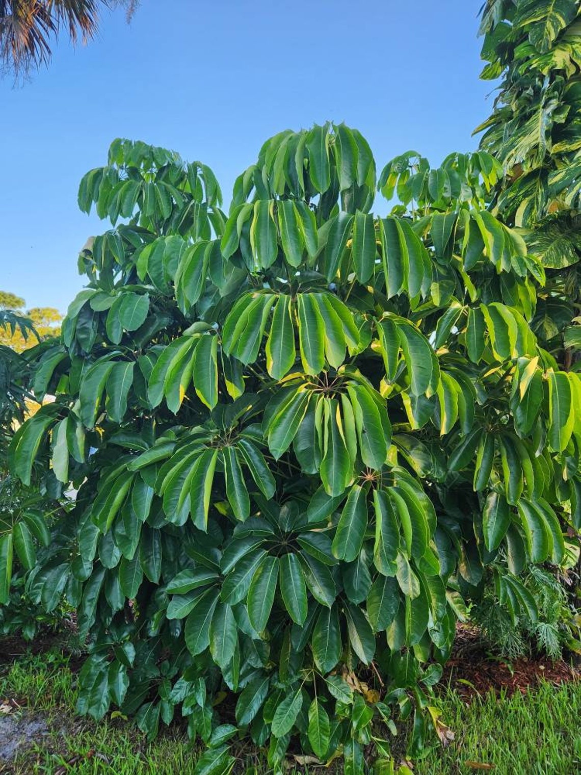 Australian Umbrella Tree Plant Schefflera Actinophylla - Etsy