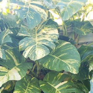 Giant Fenestrated Golden Queen Hawaiian Pothos Vine Epipremnum - Aerial ...