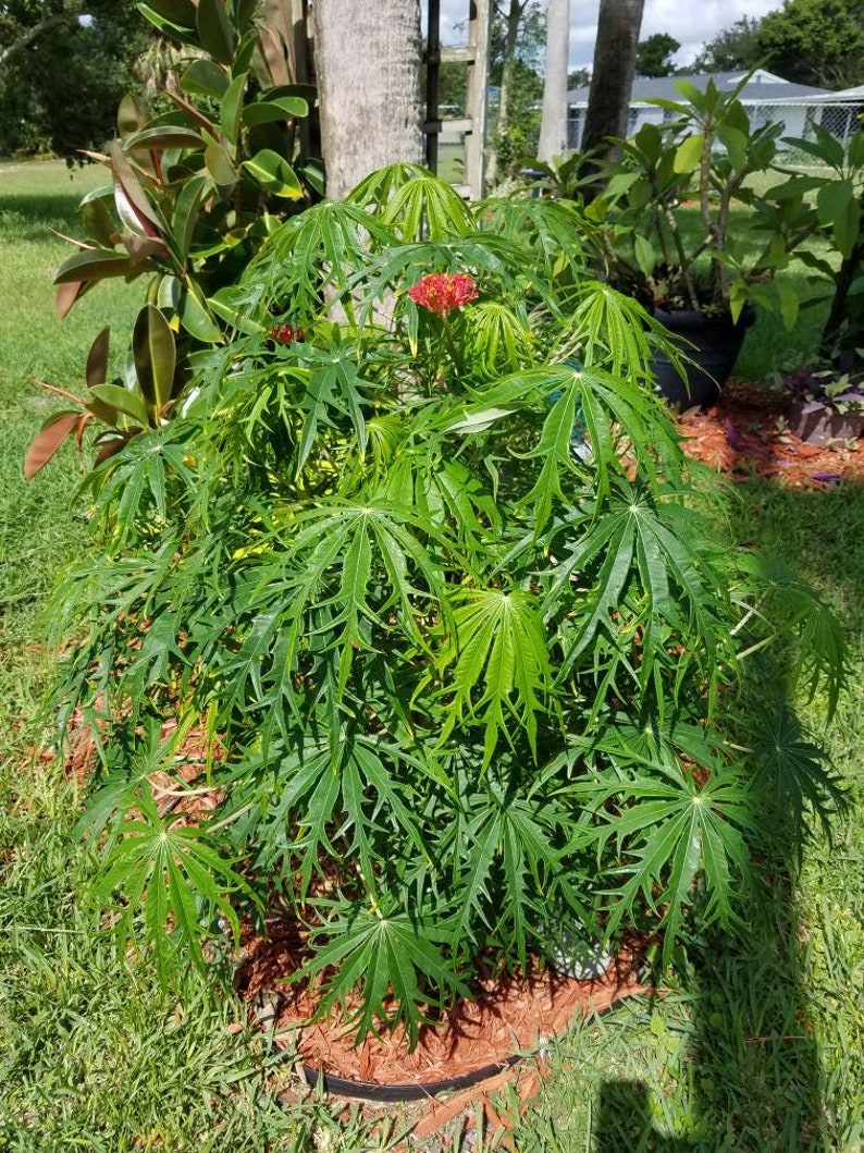 Jatropha Multifida - Flowering Coral Tree Bush - ROOTED Starter Plant ...