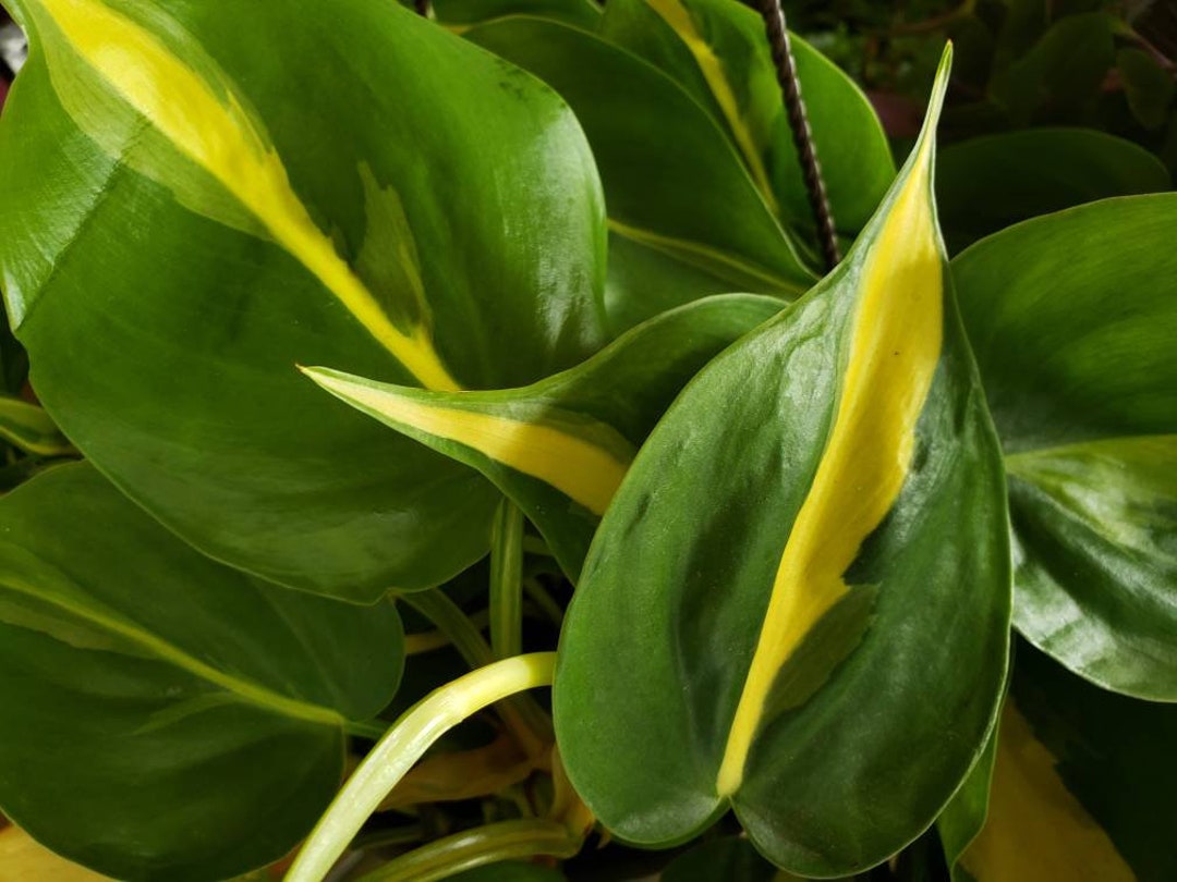 Brazil Brasil Philodendron Cordatum - Brazilian Pothos - Heart Leaf - Etsy