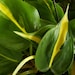 Brazil Brasil Philodendron Cordatum - Brazilian Pothos - Heart Leaf - Etsy
