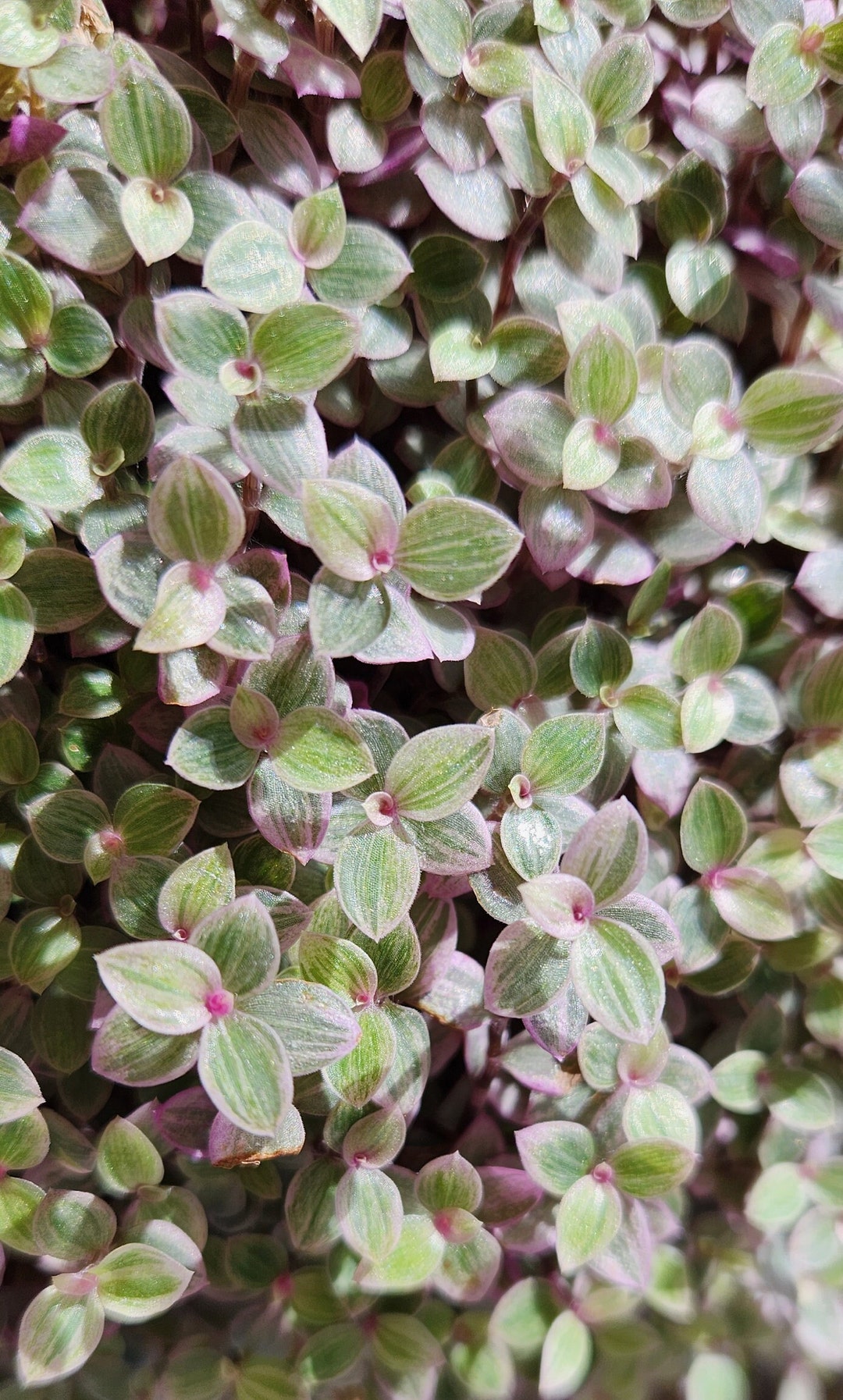 Tricolor "pink Panther" Bolivian Wandering Jewel - Turtle Vine ...