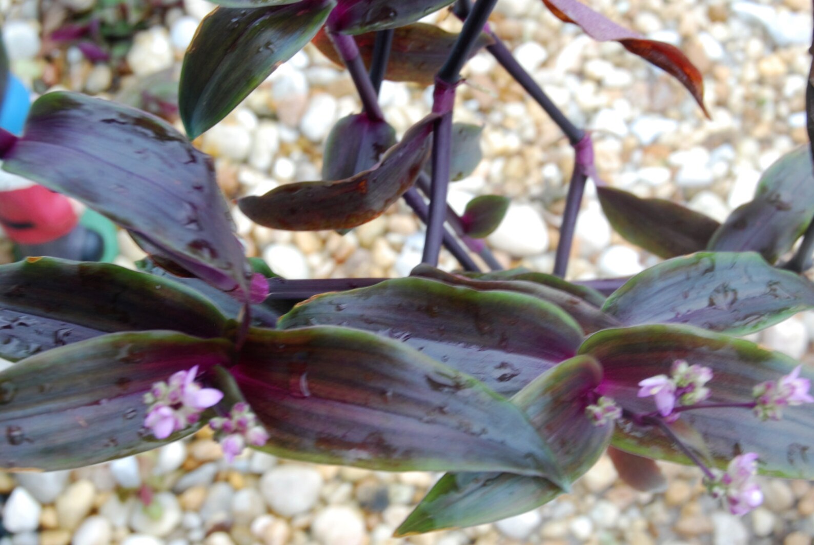 Tripogandra Serrulata - Purple Scimitars - Flowering Tradescantia ...
