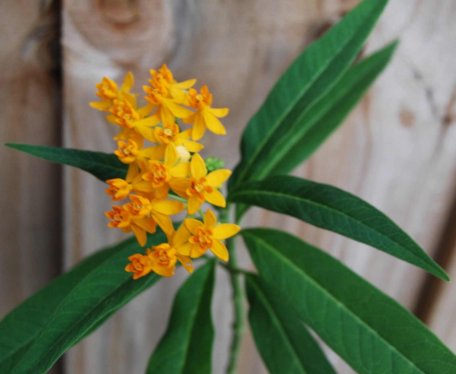 Yellow Flowering Milkweed Nectar Asclepias Plant Attracts - Etsy