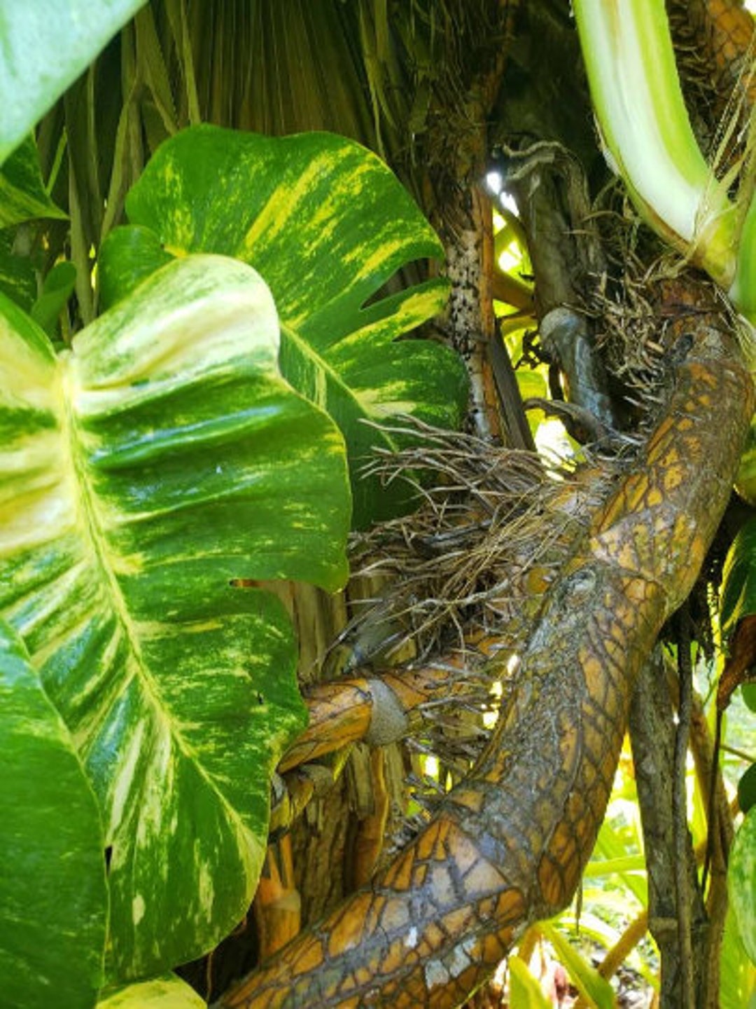 Giant Fenestrated Golden Queen Hawaiian Pothos Vine Epipremnum - Aerial ...