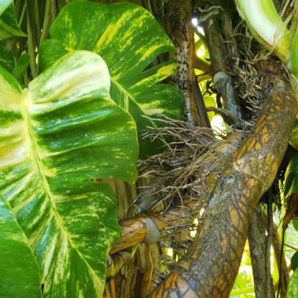 Hawaiian Pothos - Etsy