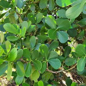 Clusia Rosea - Autograph Tree - Pitch Apple Shrub - Small Rooted ...