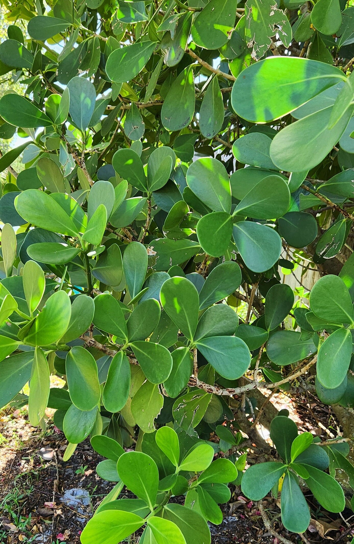 Clusia Rosea - Autograph Tree - Pitch Apple Shrub - Small Rooted ...