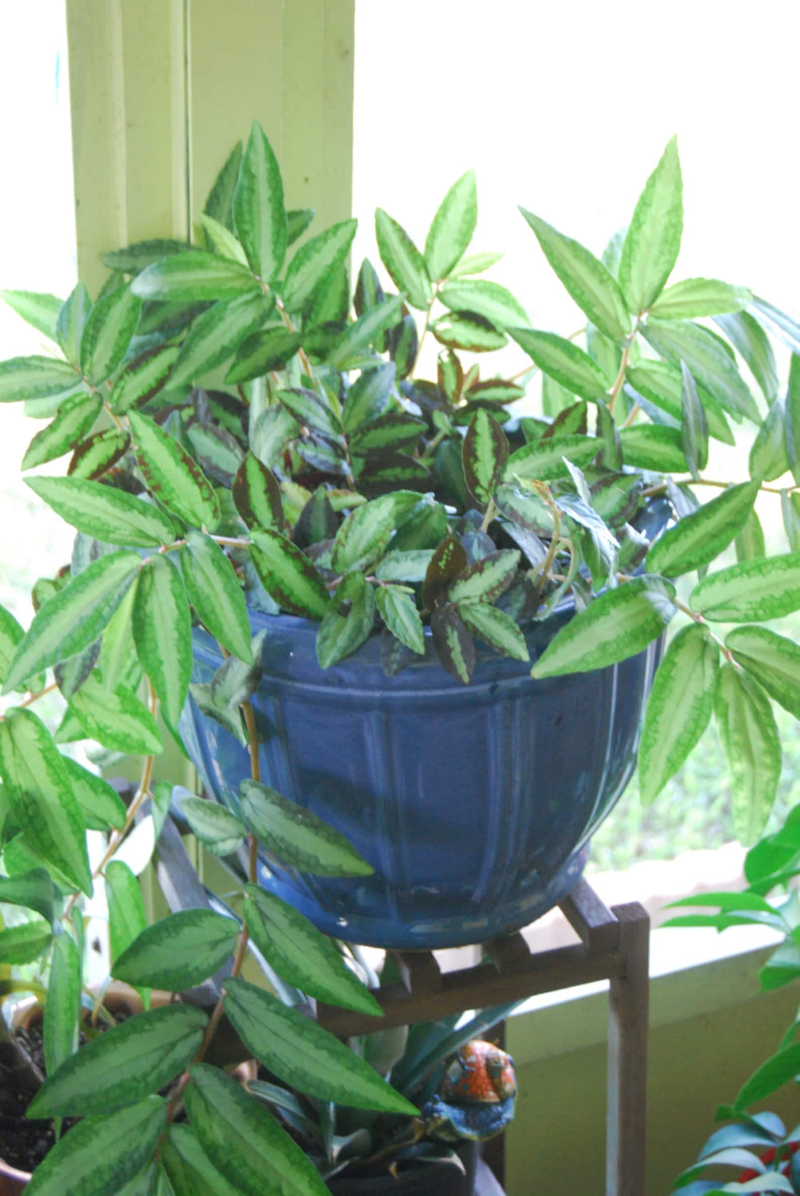Rare Polynesian Ivy Trailing Watermelon Vine - Pellionia Repens ...
