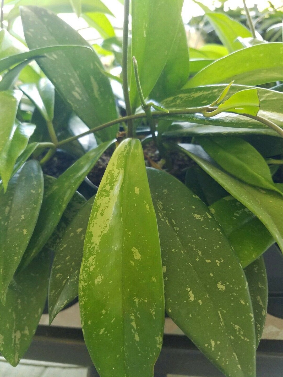 Hoya Pubicalyx 'silver Splash' Flowering Wax Vine Plant - Starter ...