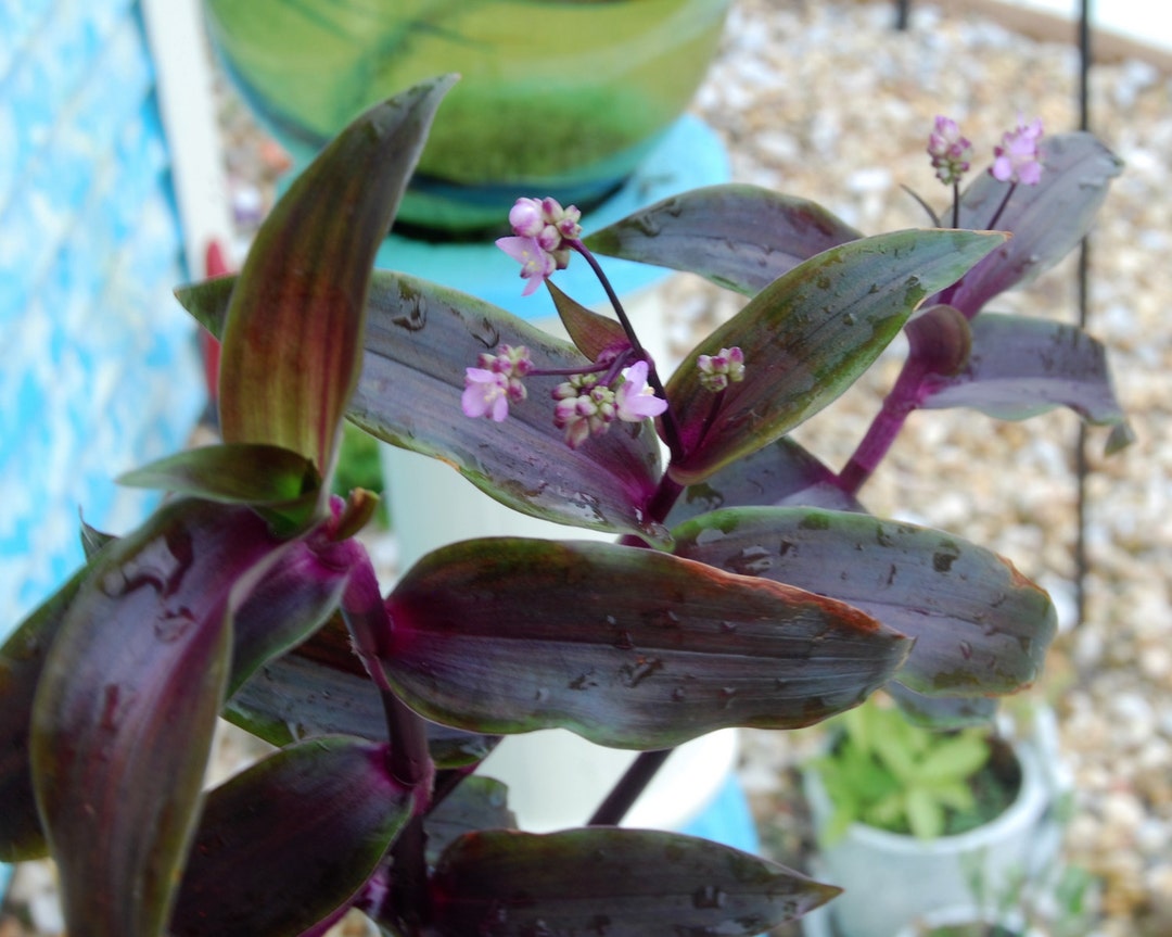 Tripogandra Serrulata - Purple Scimitars - Flowering Tradescantia ...