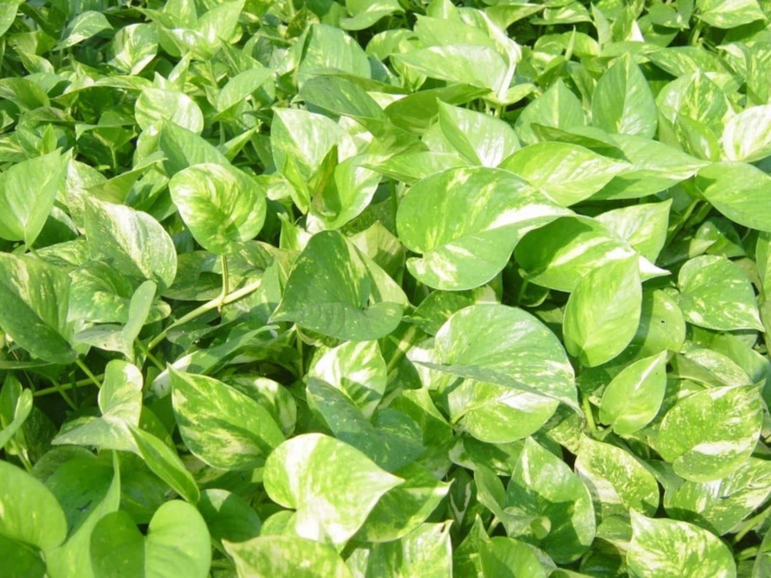 Golden Queen Pothos Vine - Devil's Snake Ivy Plant - House - Easy Care ...