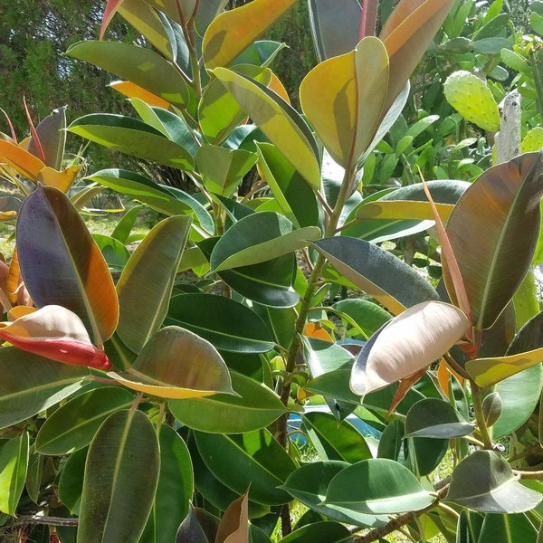 Rubber Plant Live - Etsy
