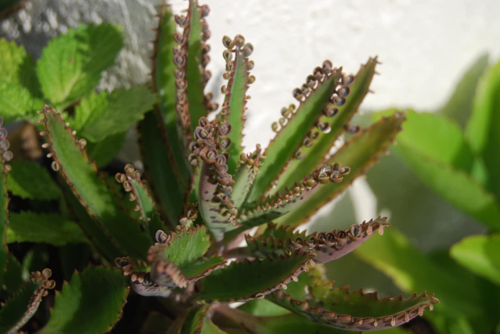 Mother of Thousands Millions - Alligator's Tongue - Leopard Kalanchoe ...
