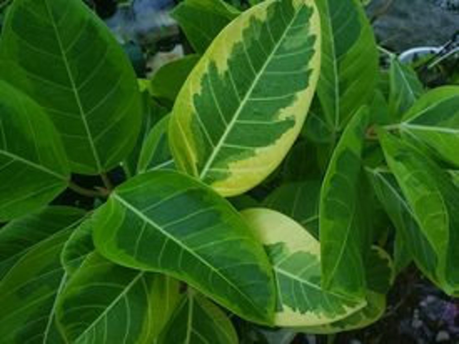 Ficus Altissima Variegated Golden yellow Gem | Etsy