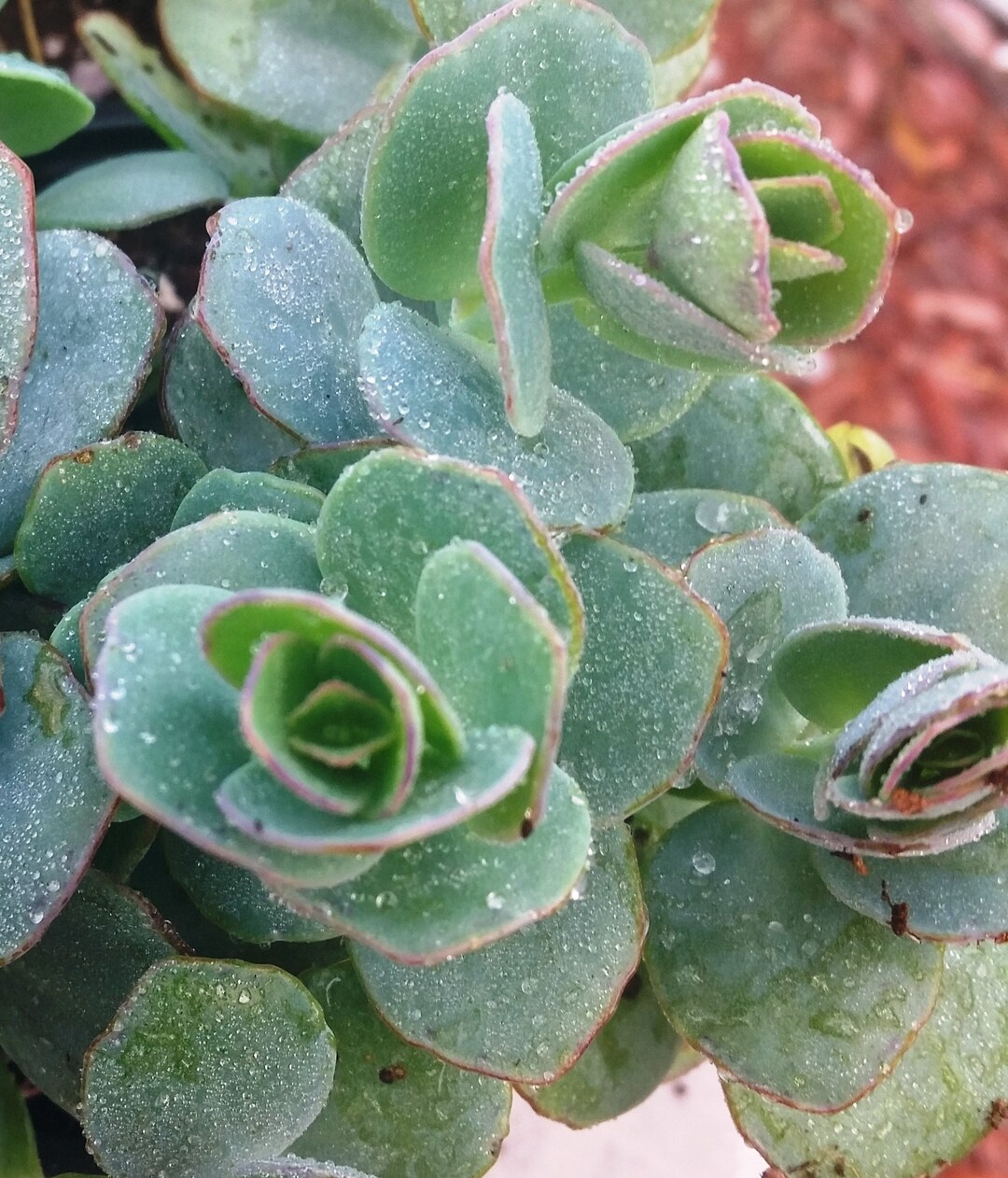 Marnier's Kalanchoe Marnieriana Bryophyllum Panamensis – Rooted 2” Pot ...