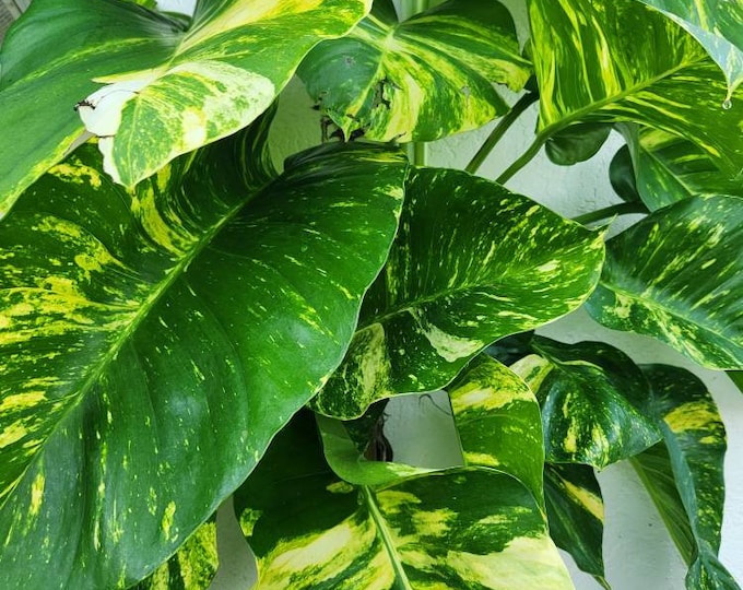 Golden Queen Hawaiian Pothos Vine Cutting Rare GIANT Variegated ...