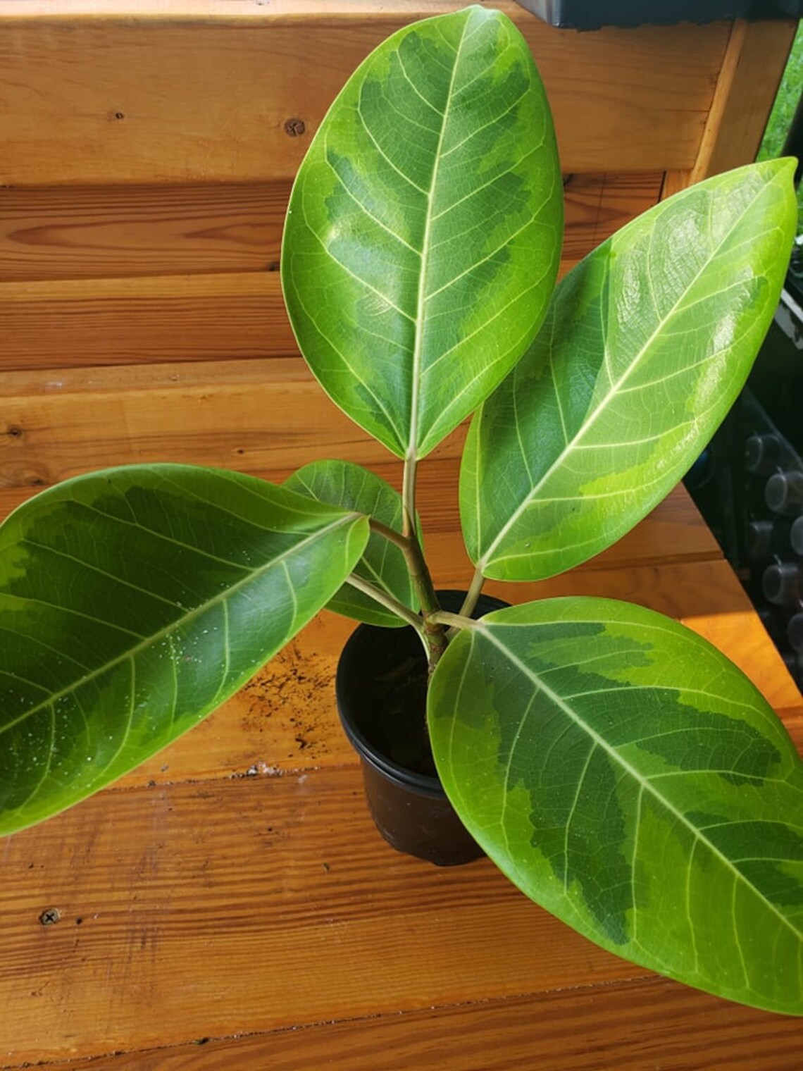 Ficus Altissima Variegated Golden yellow Gem | Etsy