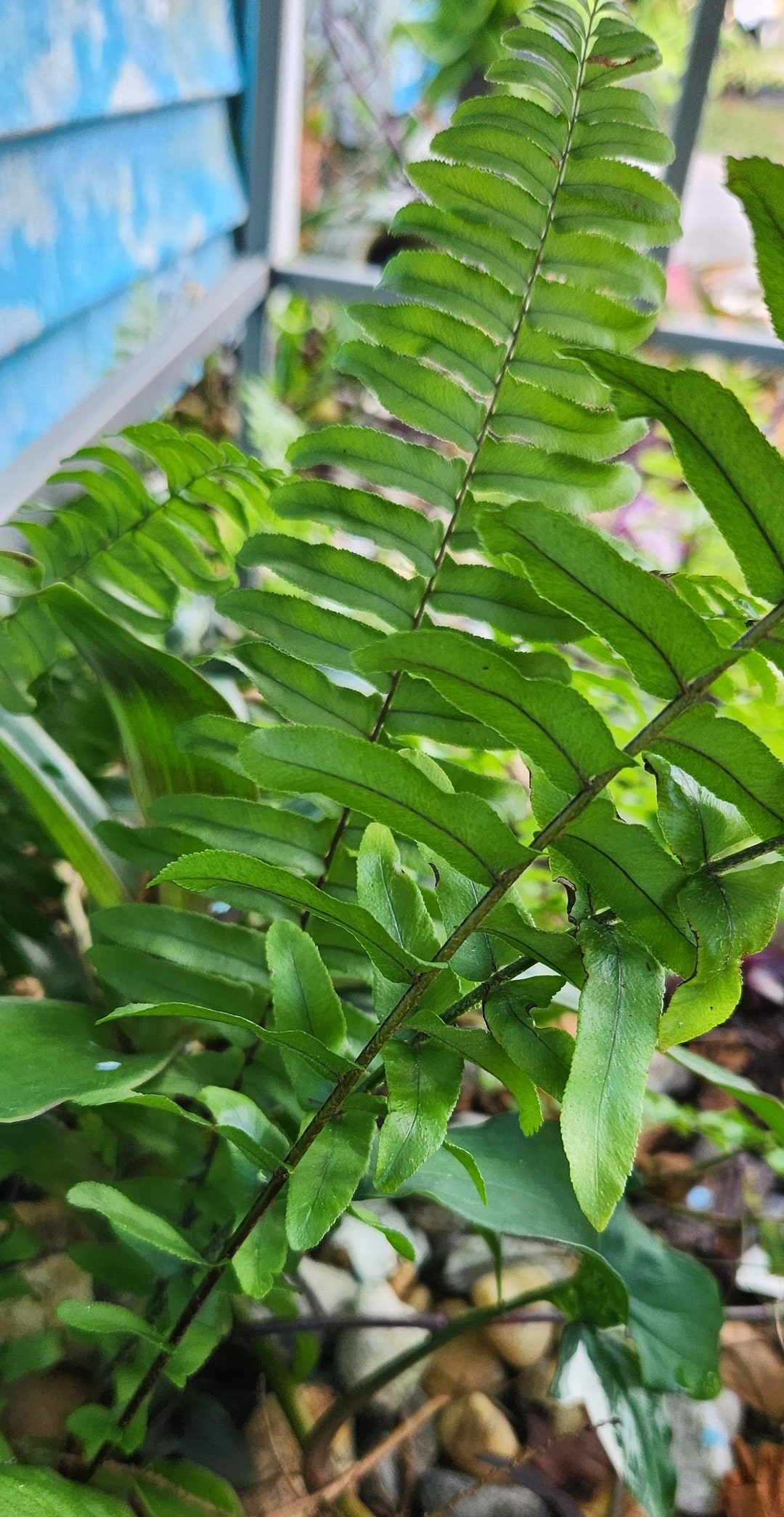 Kimberly Queen Fern - Jesters Crown Fern - Ostrich Sword Fern - Rooted ...