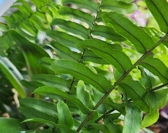 Kimberly Queen Fern - Jesters Crown Fern - Ostrich Sword Fern - Rooted ...