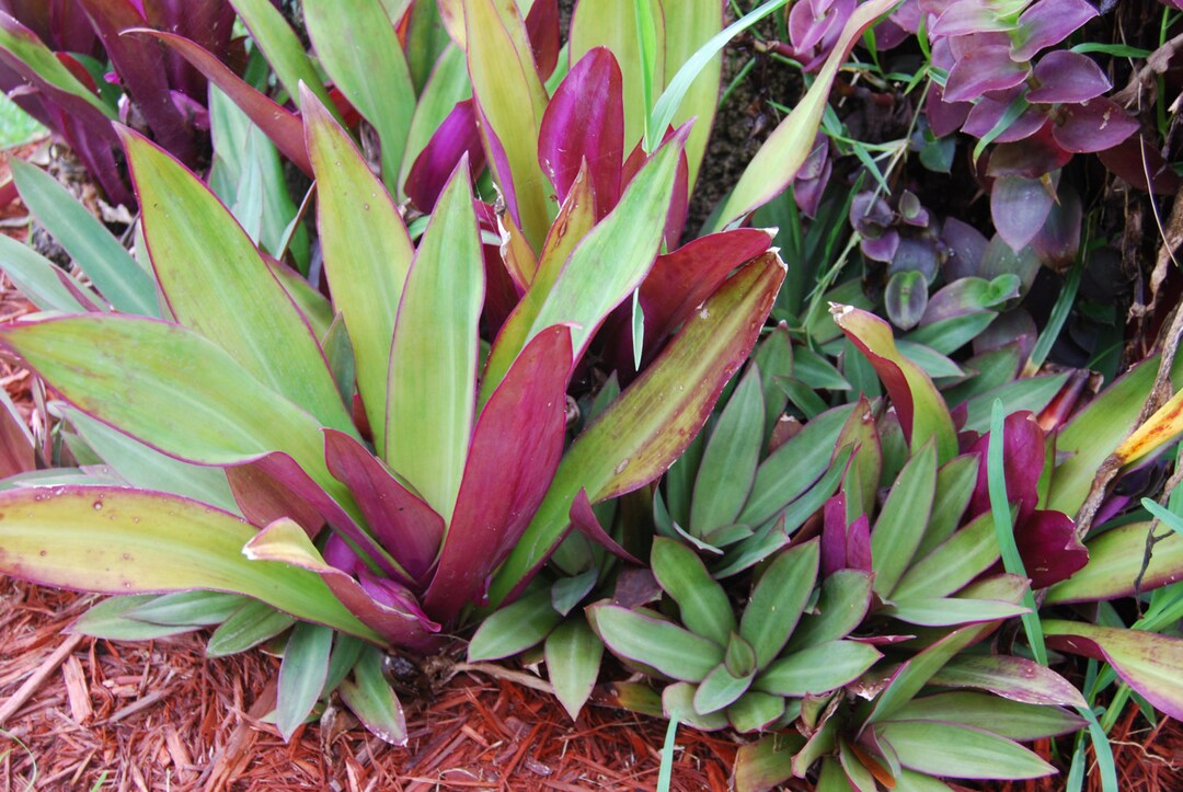 Tradescantia Spathacea Rhoeo - Boat Lily - Moses in Basket -oyster ...