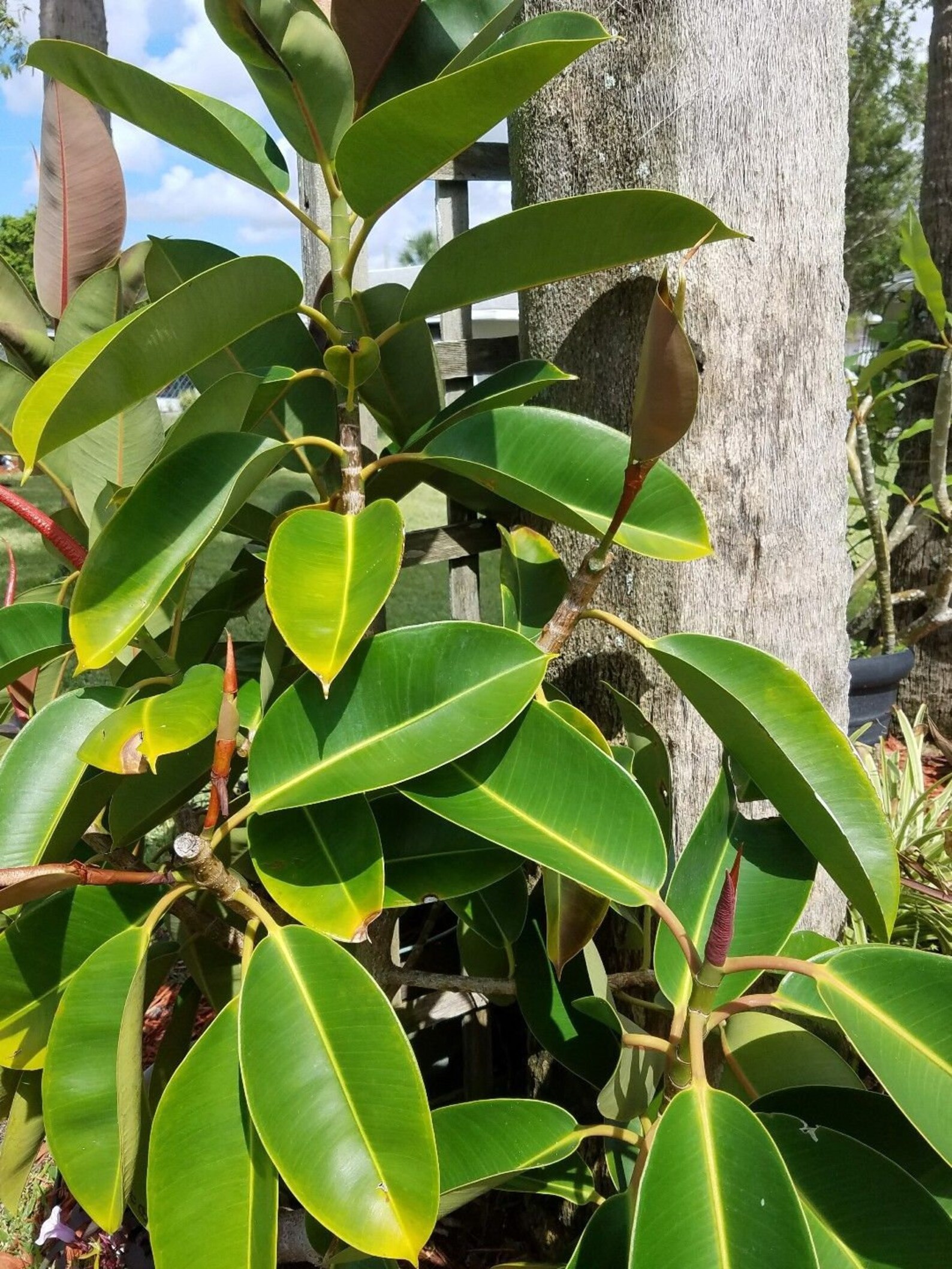 Ficus Elastica 'burgundy' Rooted Live Rubber Tree | Etsy