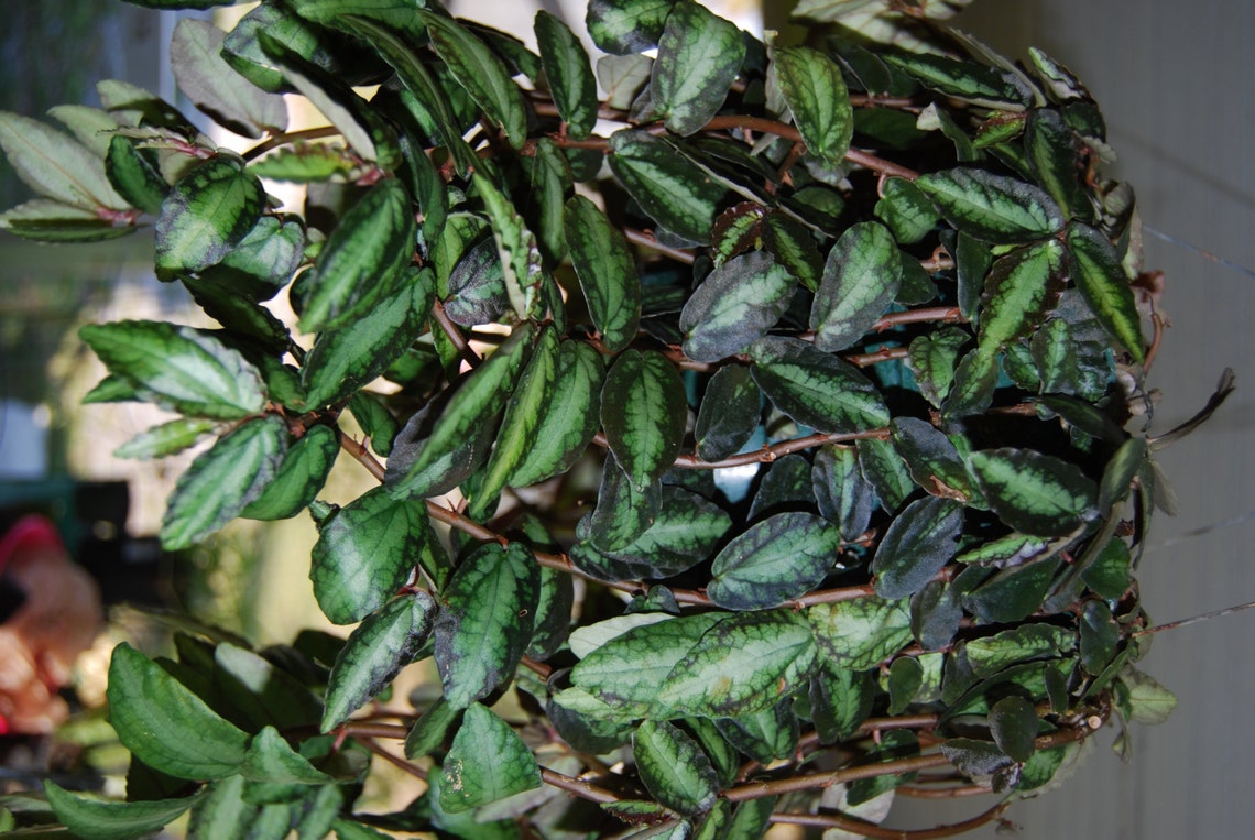 Rare Polynesian Ivy Trailing Watermelon Vine - Pellionia Repens ...