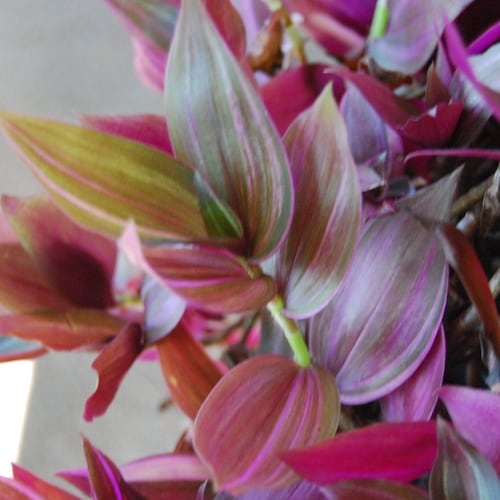 Variety Wandering Jew/tradescantia Fluminensis Zebrina House - Etsy