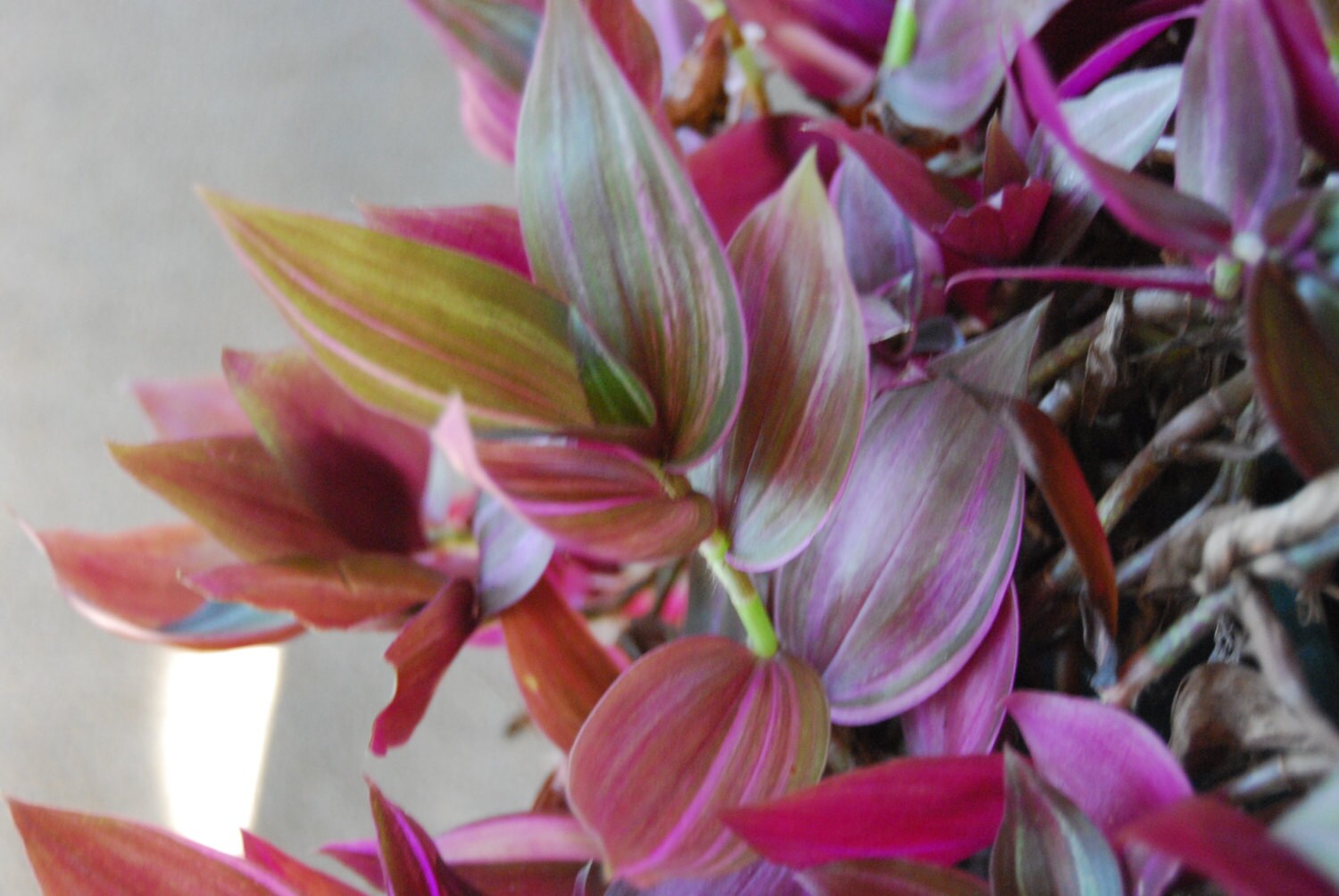 Wandering Jew Copper "red Gem" Tradescantia Zebrina - Unique Easy Fast ...