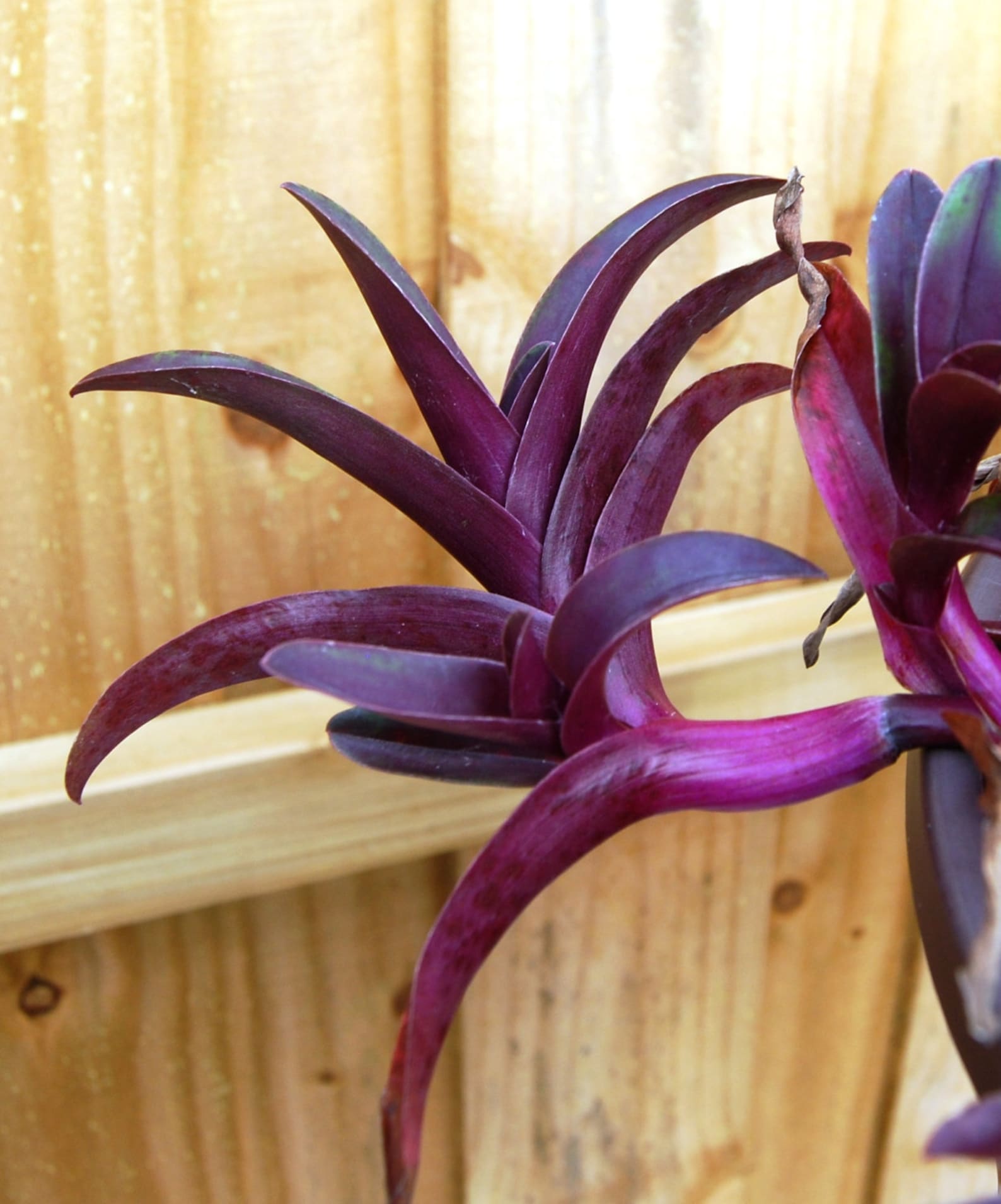 Setcreasea Tradescantia Pallida Tampicana Cyanotis Arachnoidea Purple ...