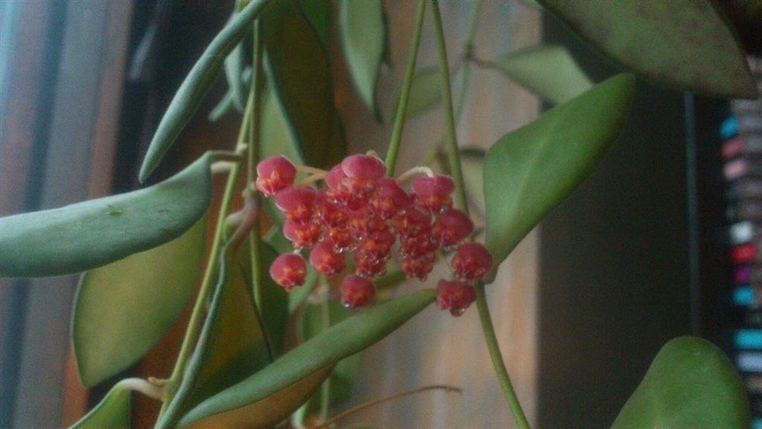 Hoya Bilobata – Easy Care Flowering Tropical Outdoor & House Plant - Etsy