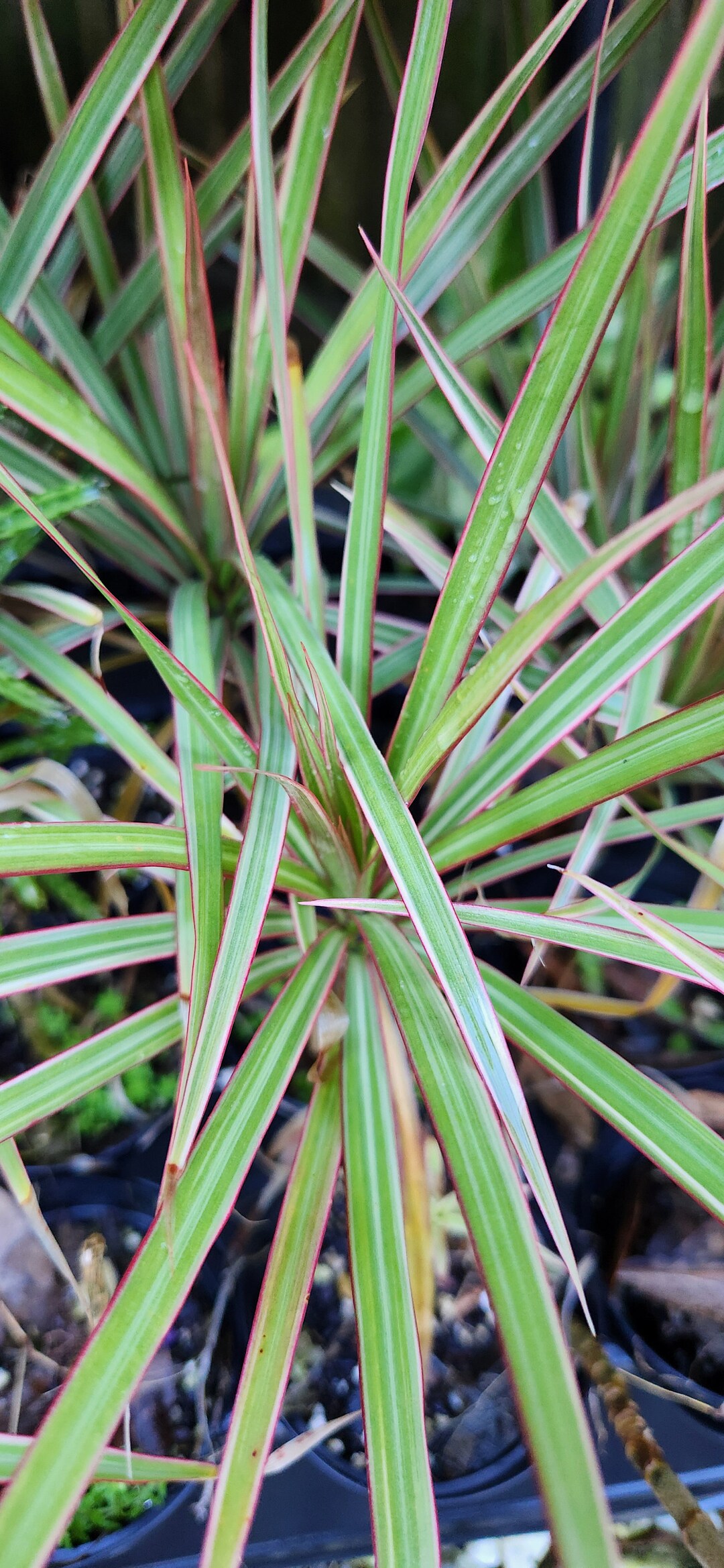 Dracaena Marginata 'bicolor' Madagascar Cane Dragon Tree - Etsy
