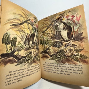 The Wonder Book of Cottontails and Other Rabbit Stories by Cynthia ...