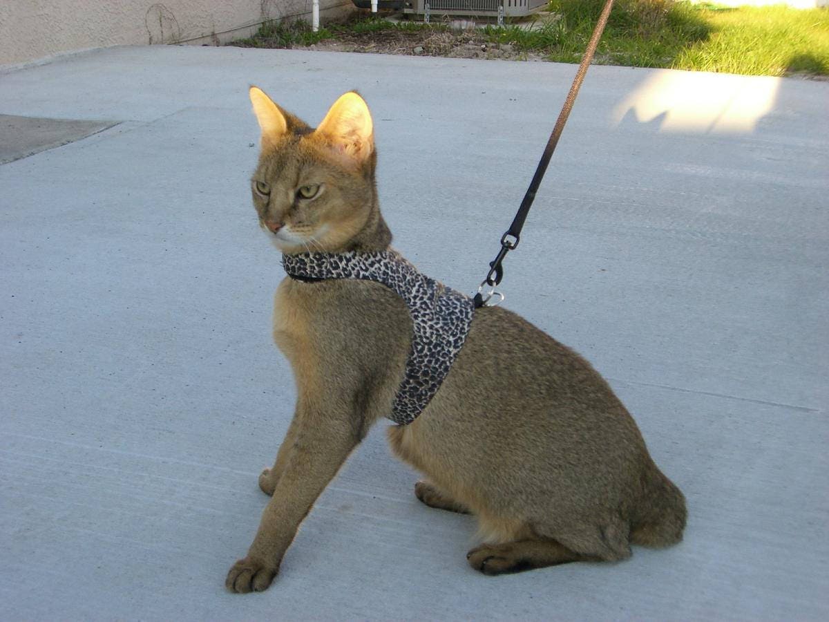 Safetykatz Walking Jacket Green Animal Peace; Custom Made Cat ...