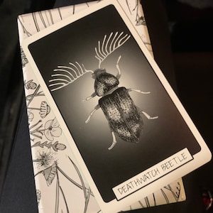 Small Spirits Oracle Deck: an Insect Inspired Oracle - Etsy