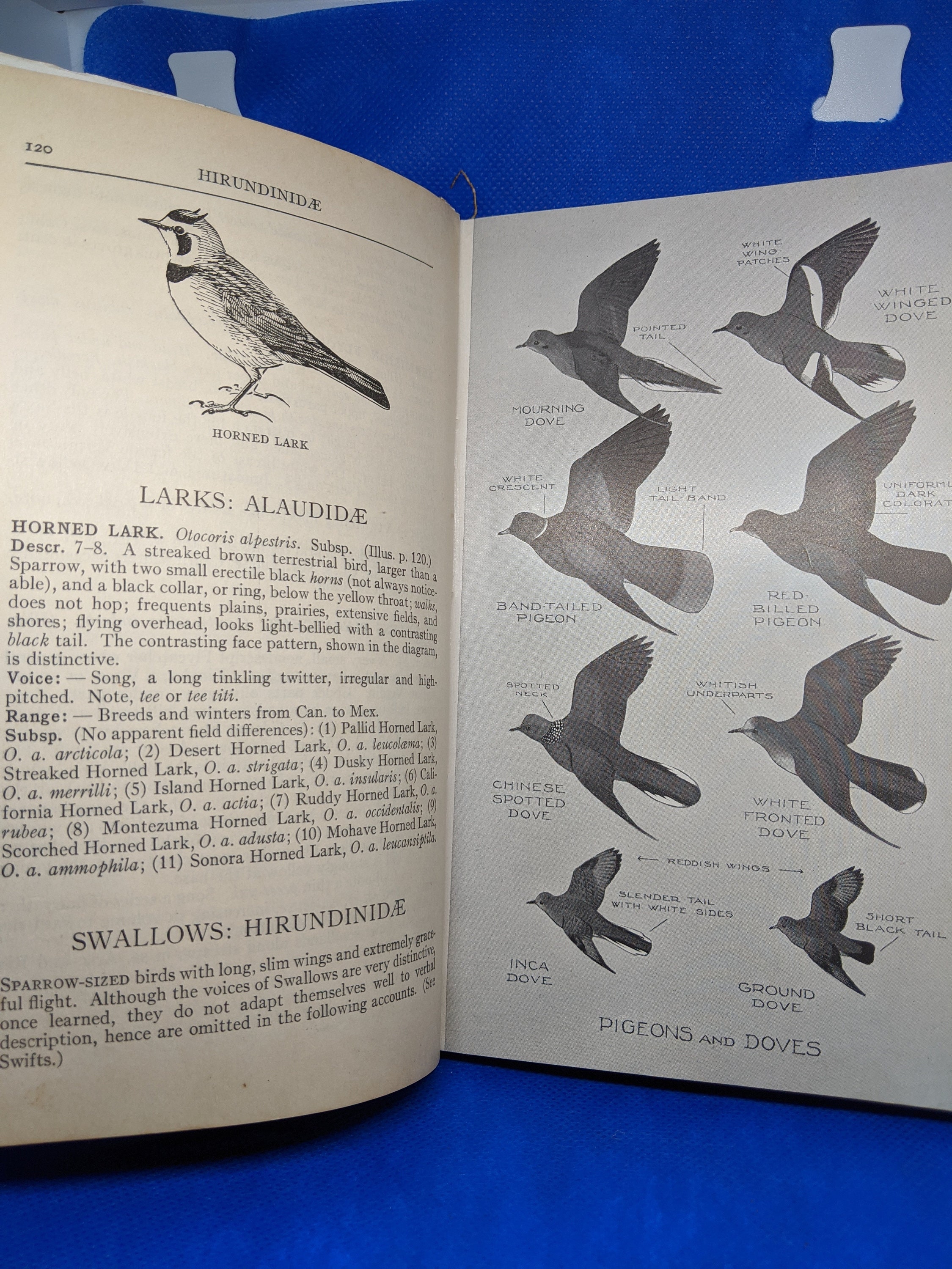 A Field Guide to Western Birds by Peterson - Etsy