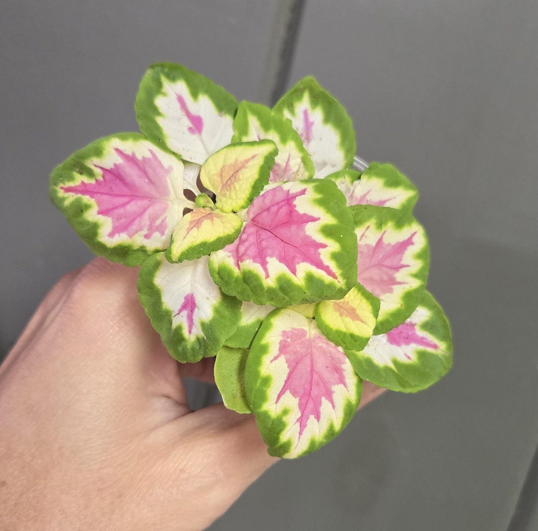 Coleus - Fairway Rose Variegated Plant - 2" Pot - Etsy