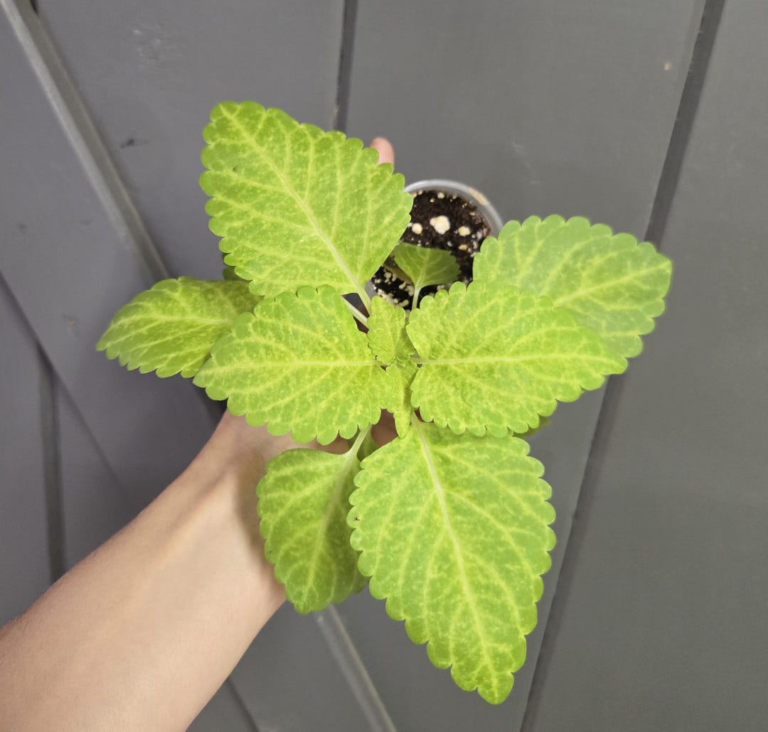 Coleus - Electric Lime Variegated Plant - 2" Pot - Etsy