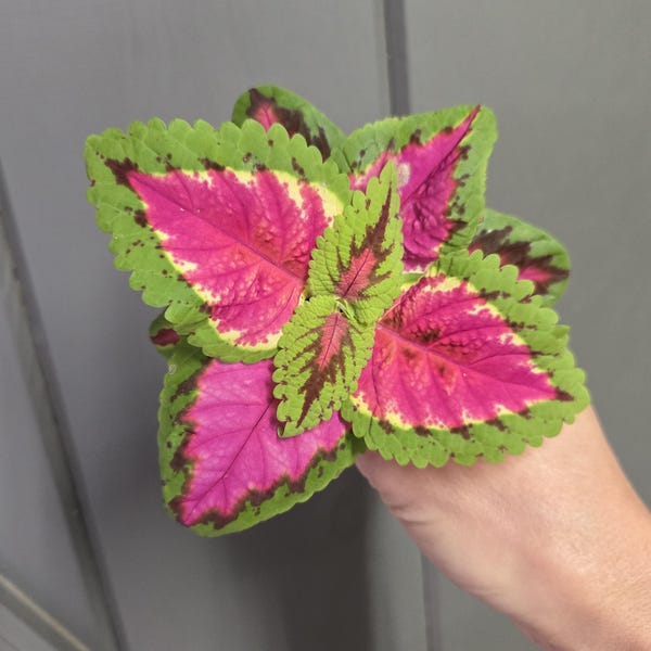Watermelon Coleus - Etsy