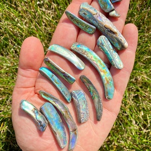 Polished Abalone Shell Rims - Abalone Shell Chips - Multiple Sizes ...