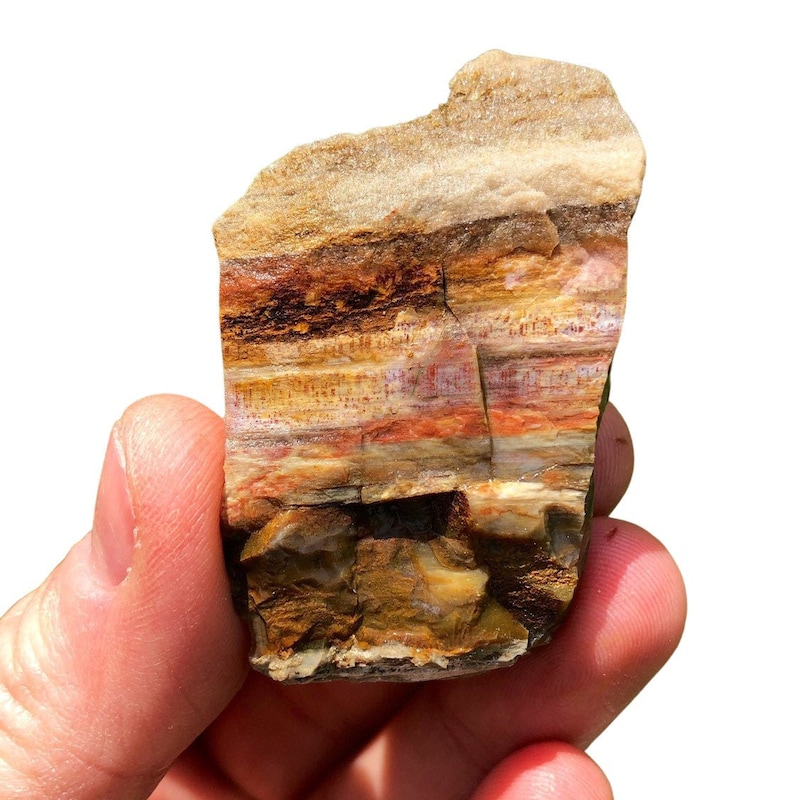 Opal Wood Petrified - Etsy