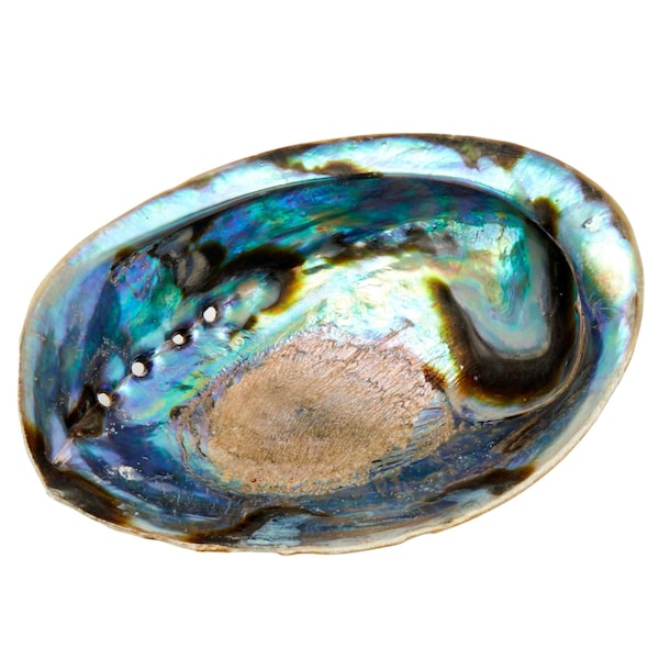 Abalone Shell - Etsy