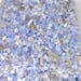 Bulk Blue Lace Agate Polished Chips (size 5mm) - 1 Lb. Polished Blue ...