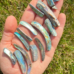 Polished Abalone Shell Rims - Abalone Shell Chips - Multiple Sizes ...