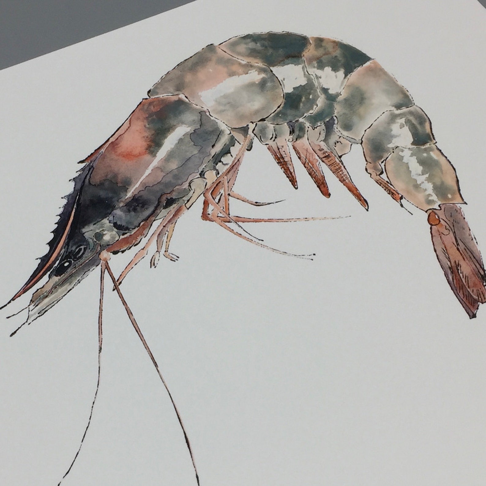 Prawn Art. Giclee Print of an Original Watercolour Painting. Shrimp ...
