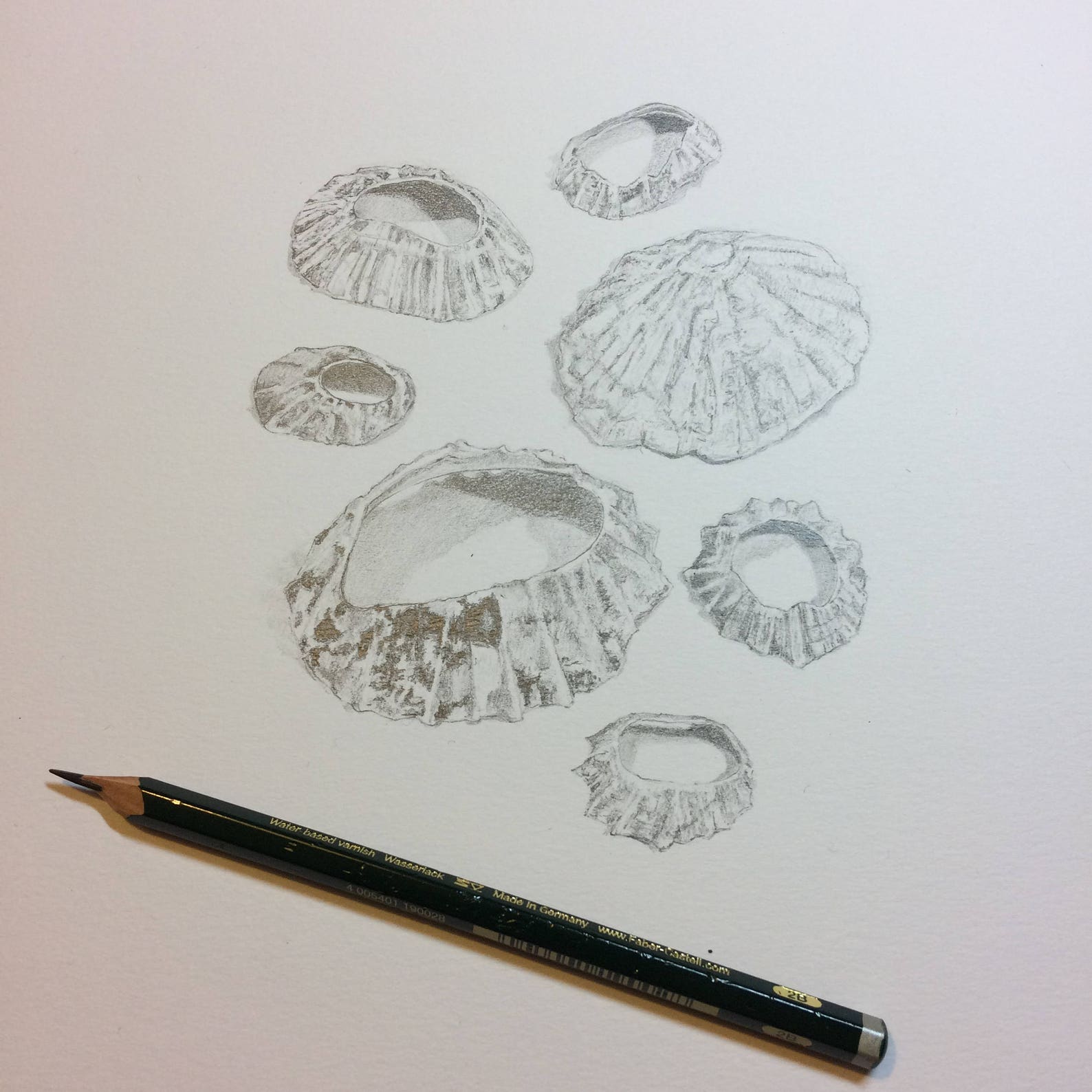 Coastal Wall Art. Watercolour Limpet Shells. Creamy and Brown Beach ...