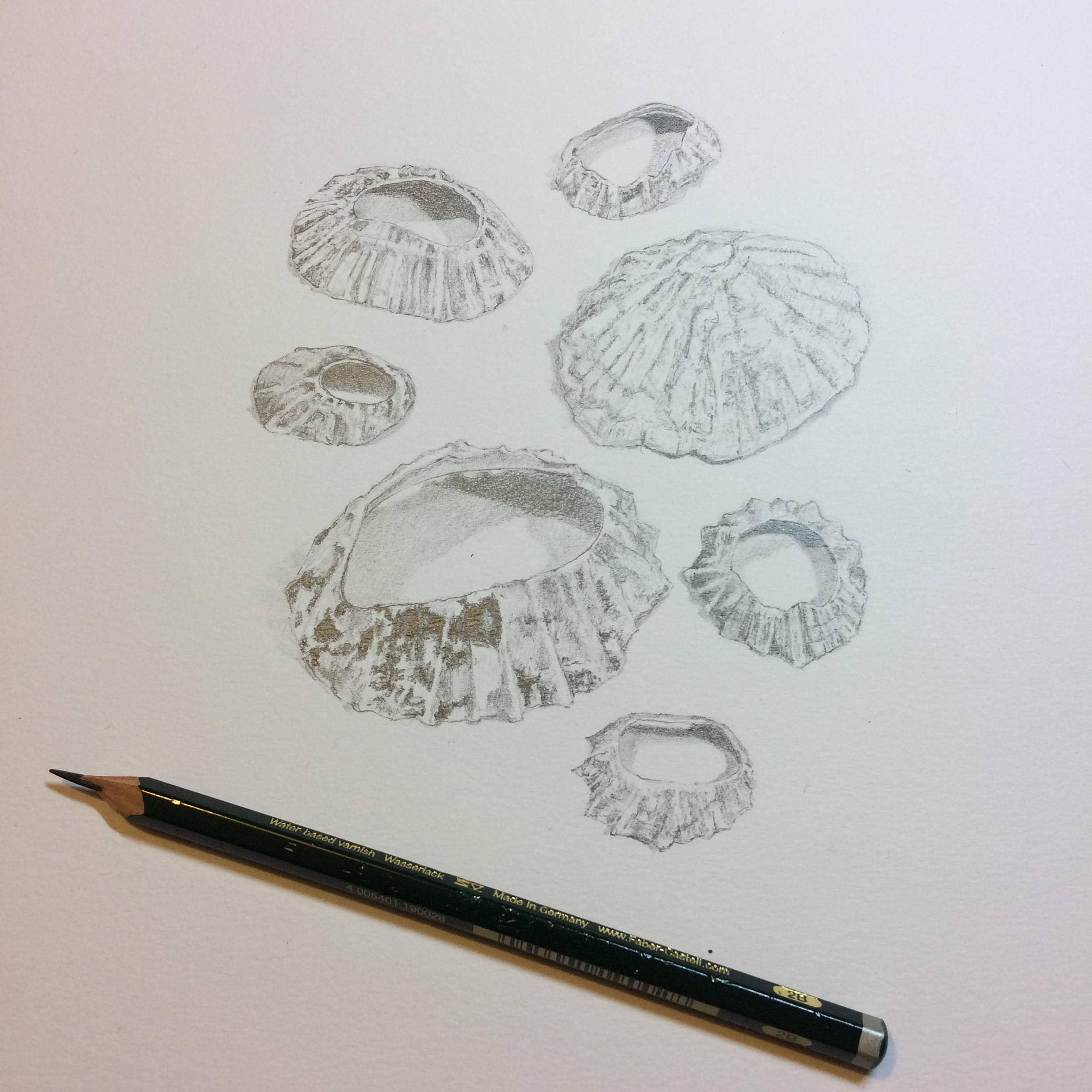 Coastal Wall Art. Watercolour Limpet Shells. Creamy and Brown Beach ...